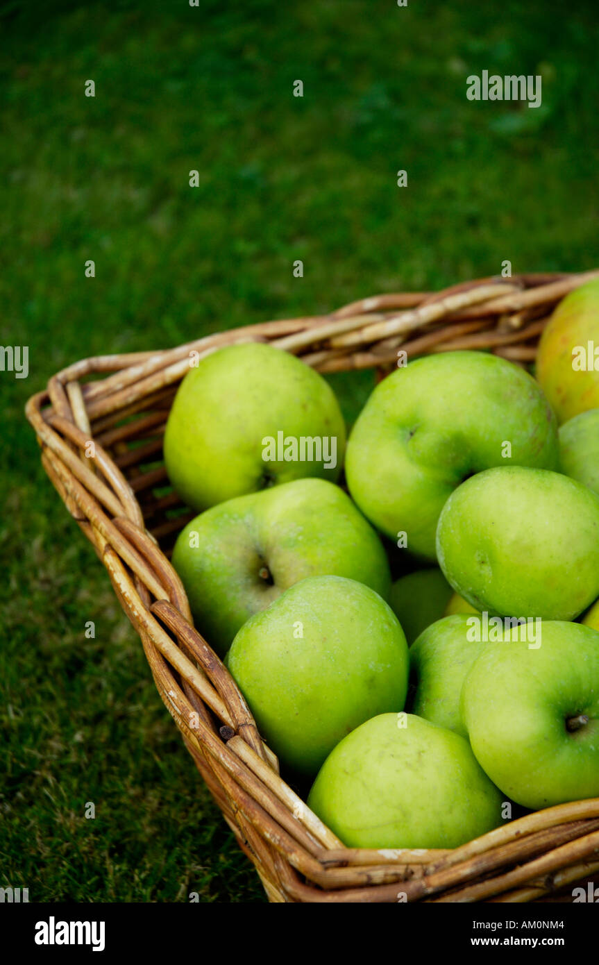 Basket of Bramley Apples Stock Photo - Alamy