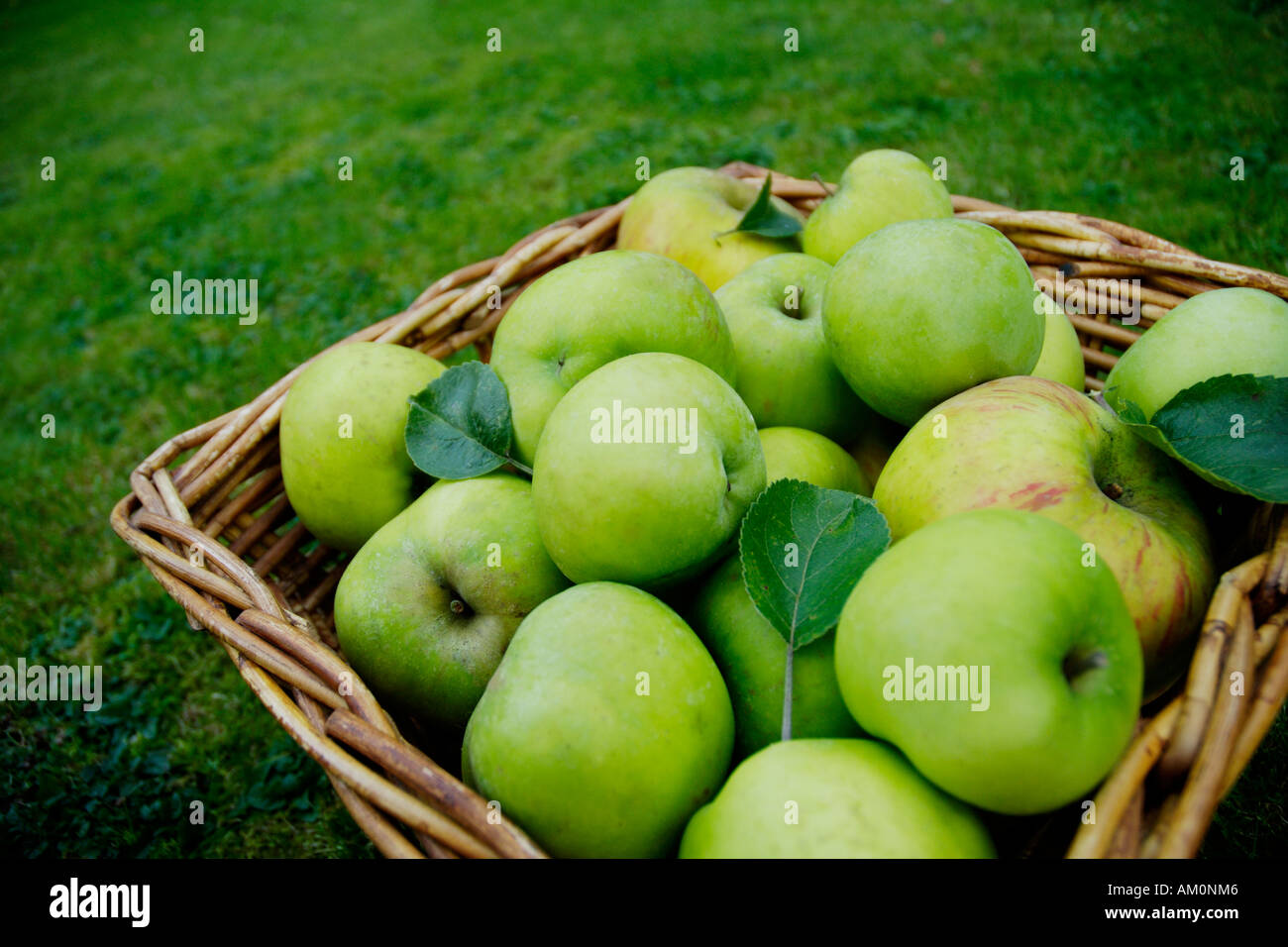 Basket of Bramley Apples Stock Photo - Alamy