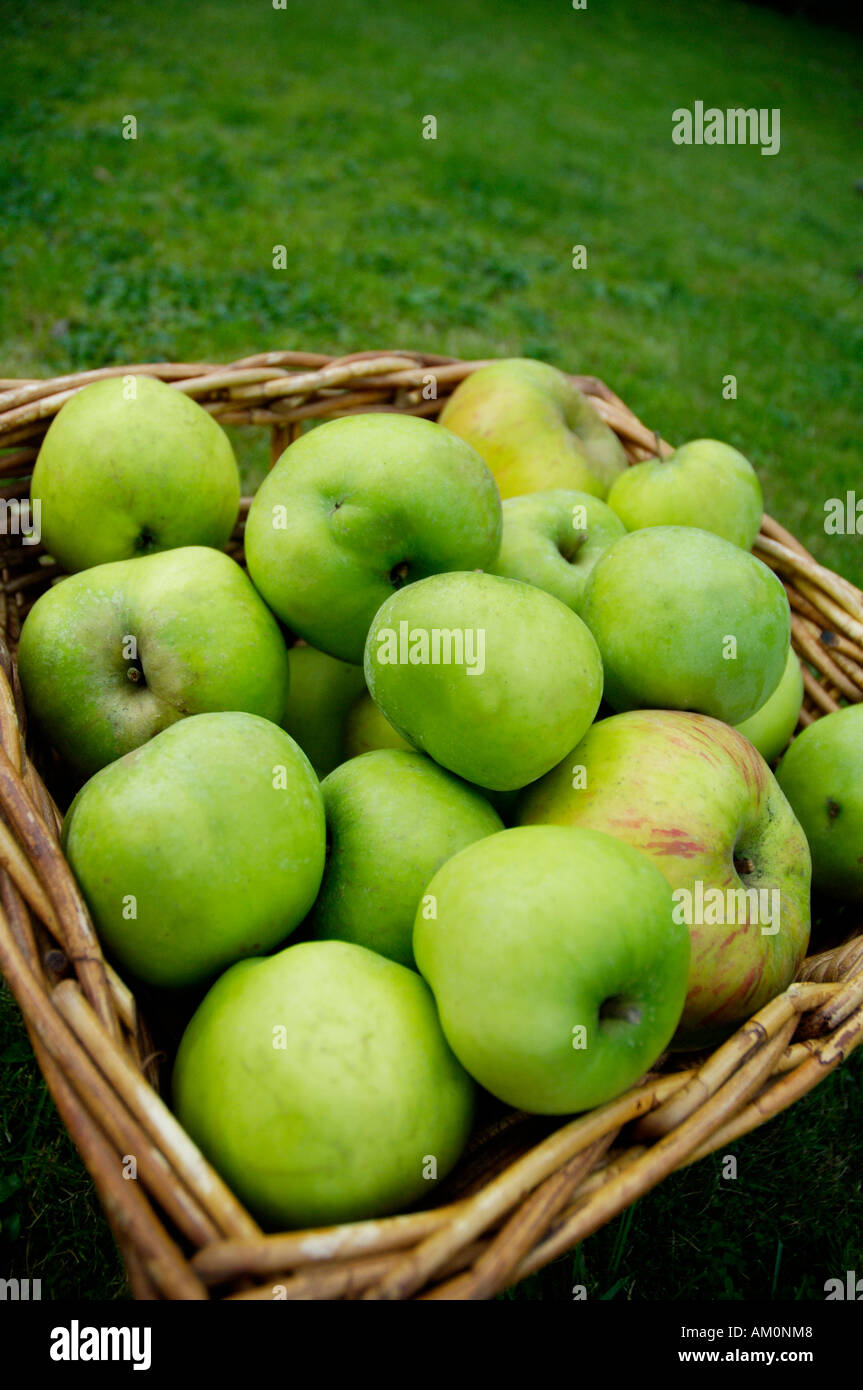 Basket of Bramley Apples Stock Photo - Alamy