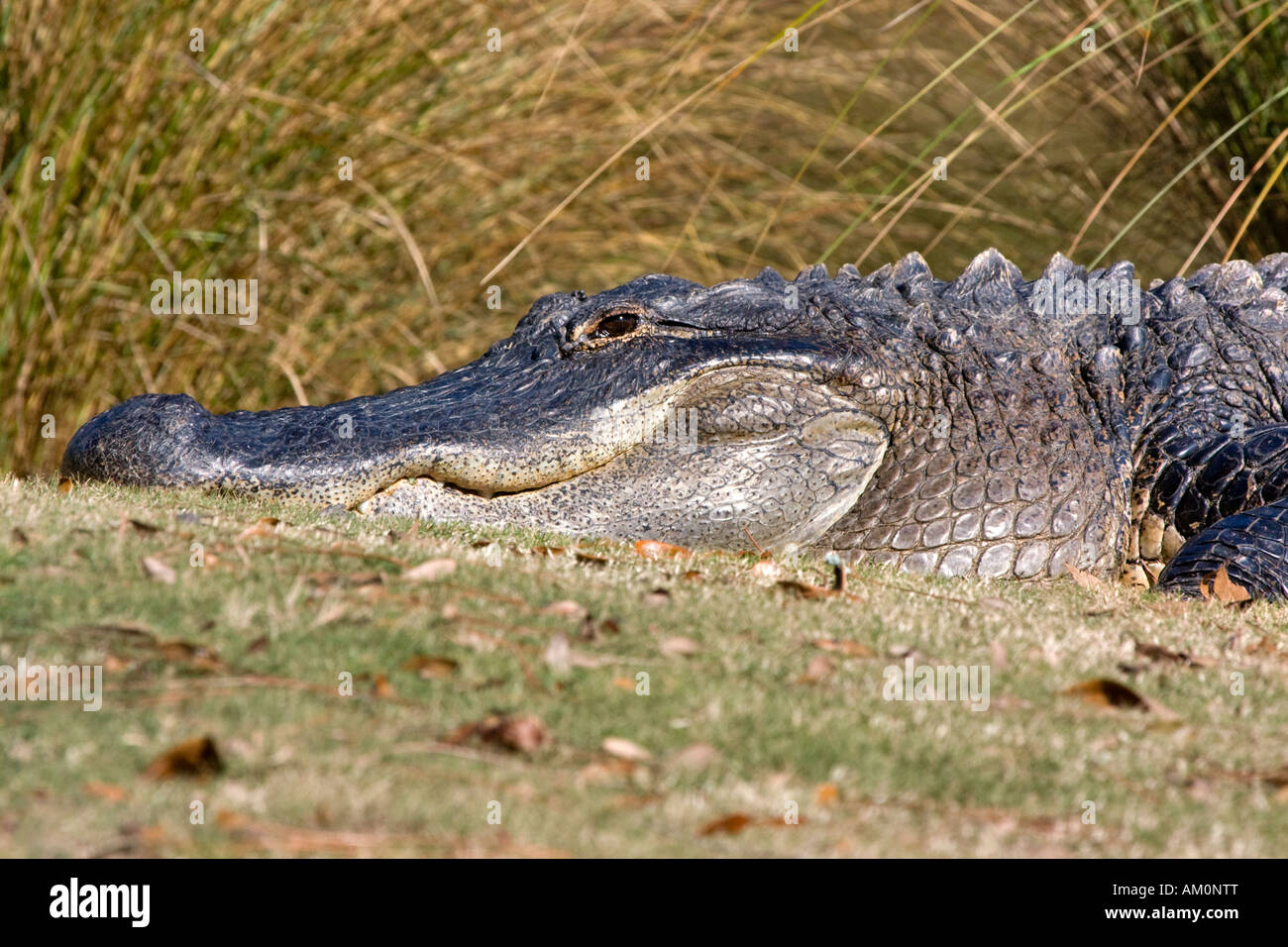 American alligator basking in the sun Stock Photo - Alamy
