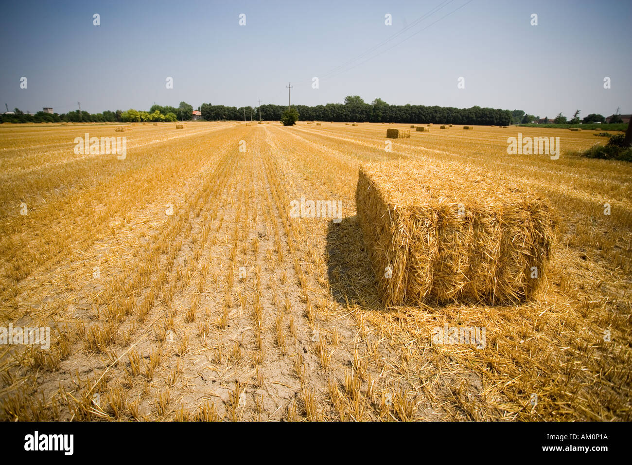 Golden hay field paddock hi-res stock photography and images - Alamy