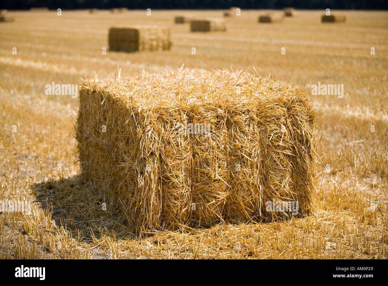 Golden hay field paddock hi-res stock photography and images - Alamy