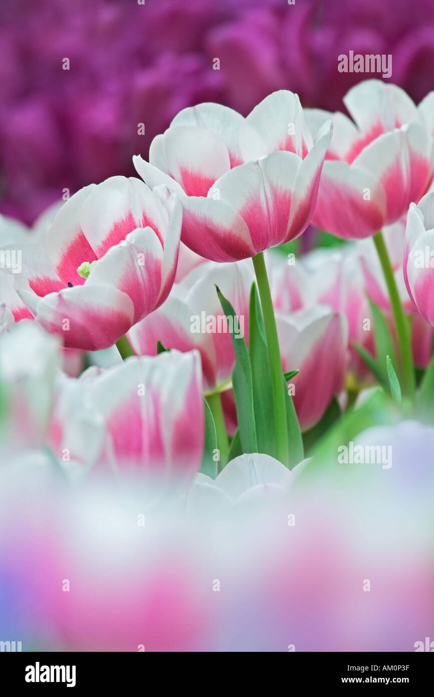 Liliacea hi-res stock photography and images - Alamy