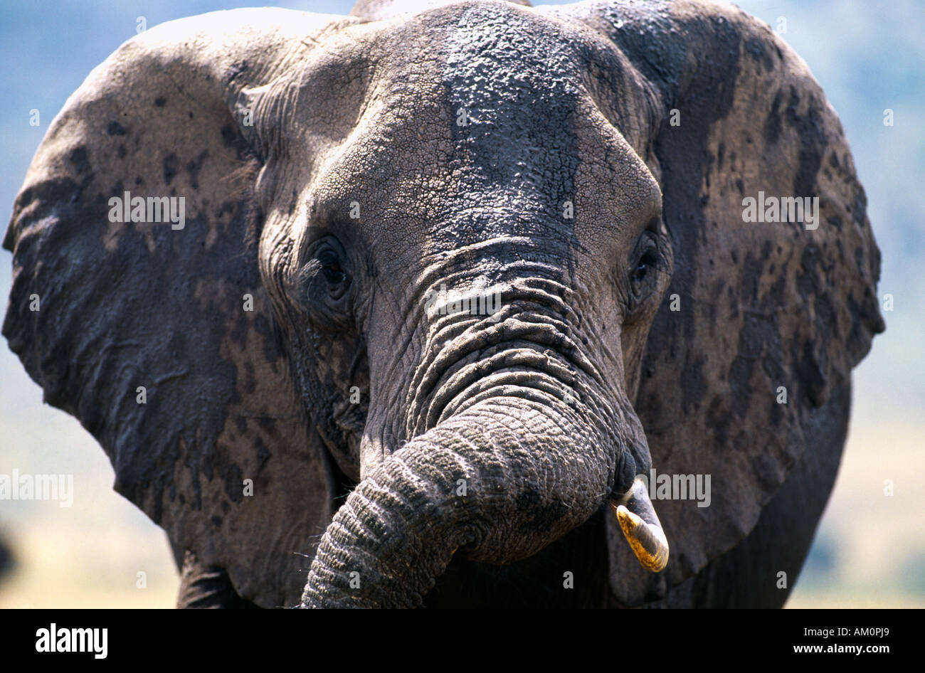 Ken kenya kenyan hi-res stock photography and images - Alamy