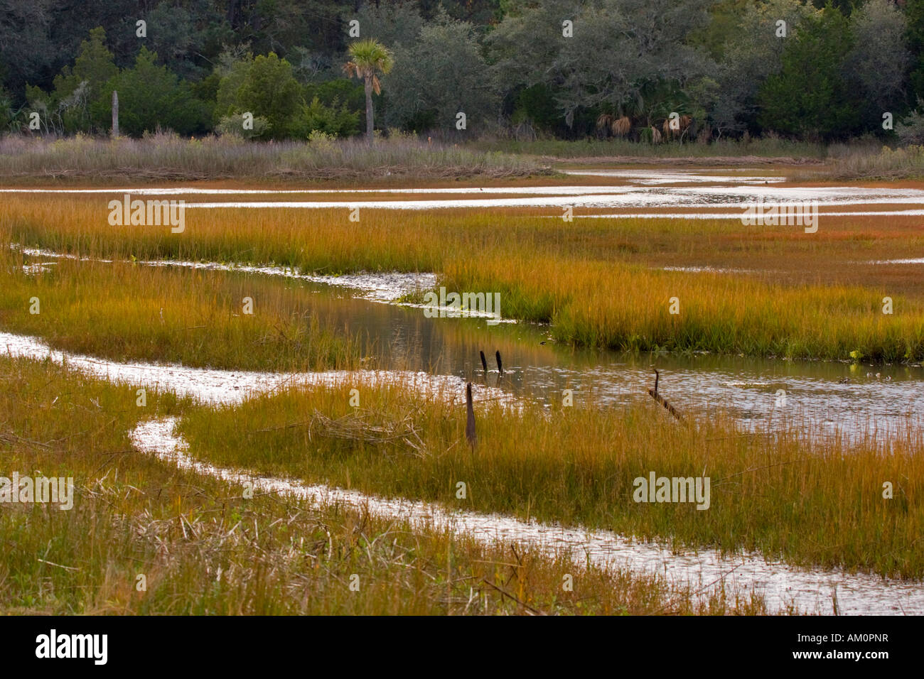 Sea Grass Ecosystem High Resolution Stock Photography and Images - Alamy