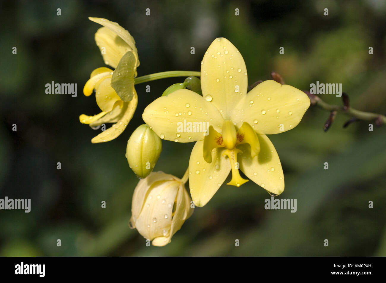 exotic yellow orchid Stock Photo - Alamy