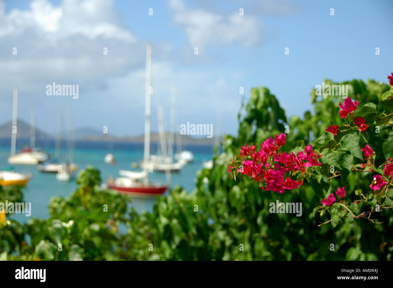 Usvi flower hi-res stock photography and images - Alamy