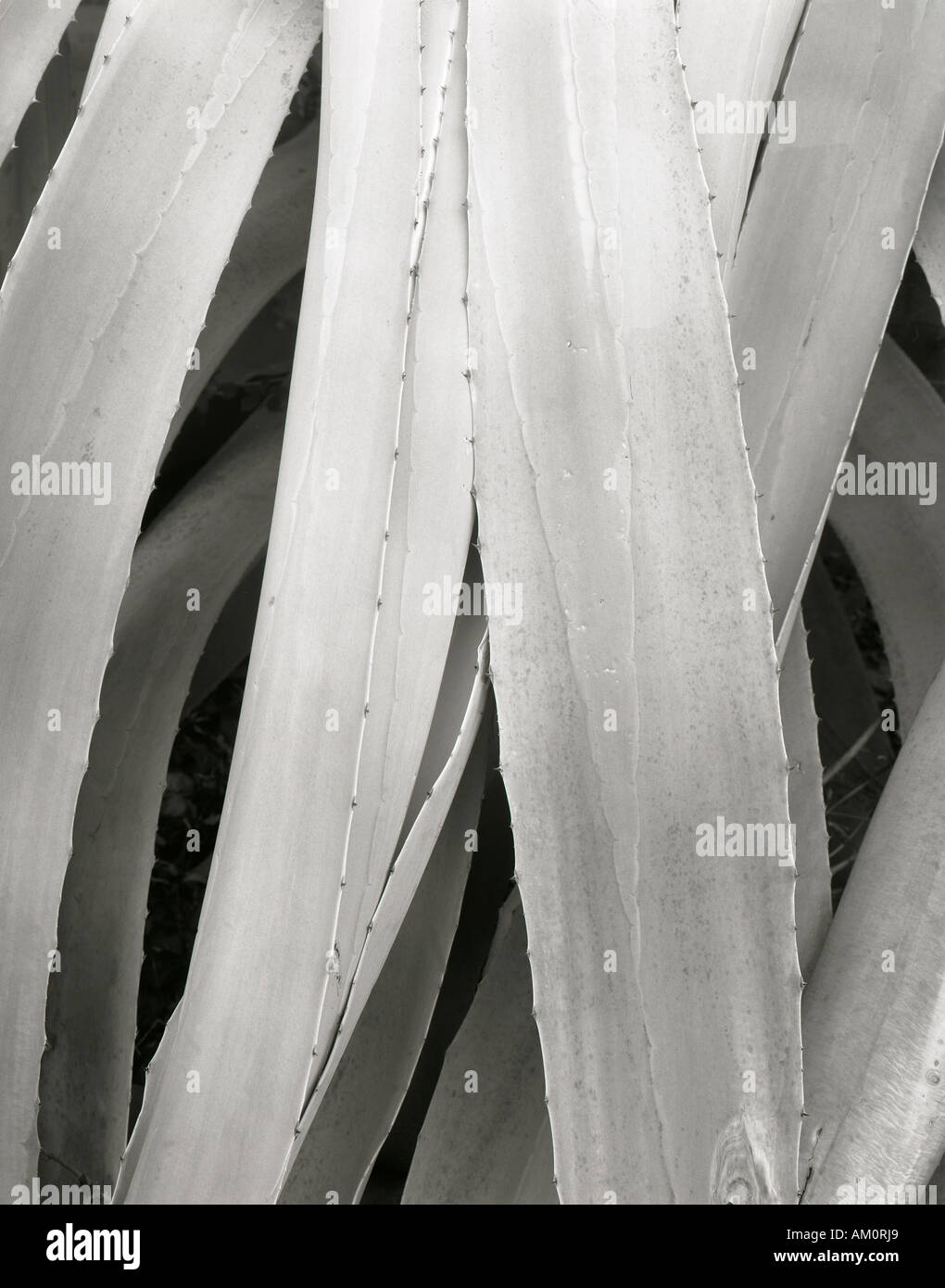 leaves of a cactus plant Stock Photo - Alamy