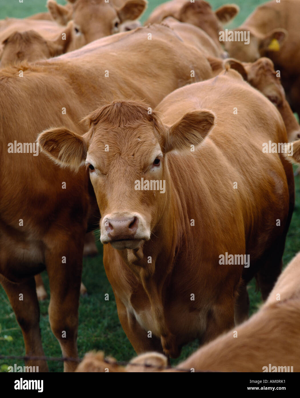 AGRICULTURE Animals Cattle Stock Photo - Alamy