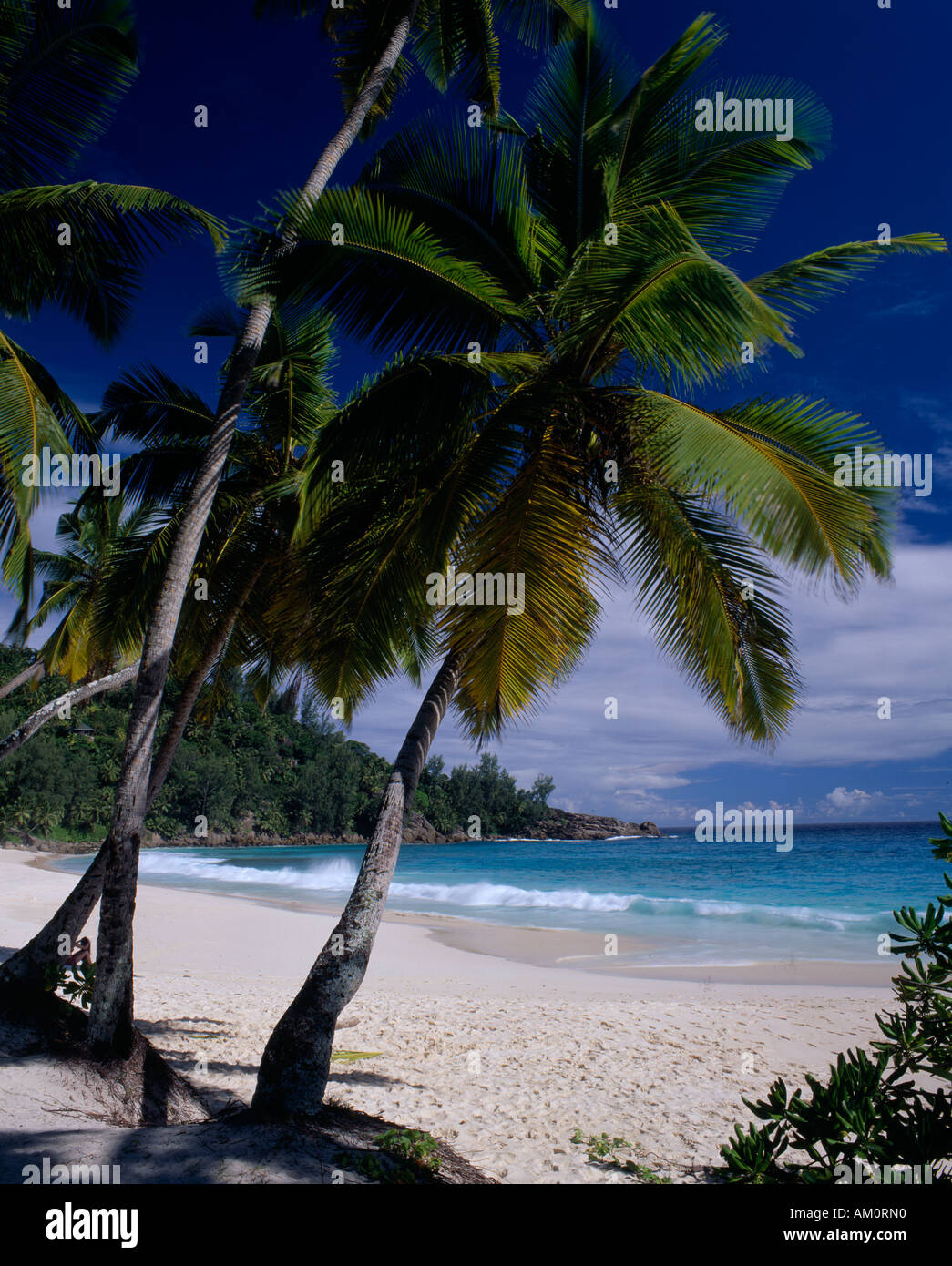 Seychelles flora and fauna hi-res stock photography and images - Alamy