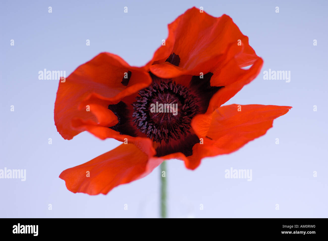 Pale red poppy hi-res stock photography and images - Alamy