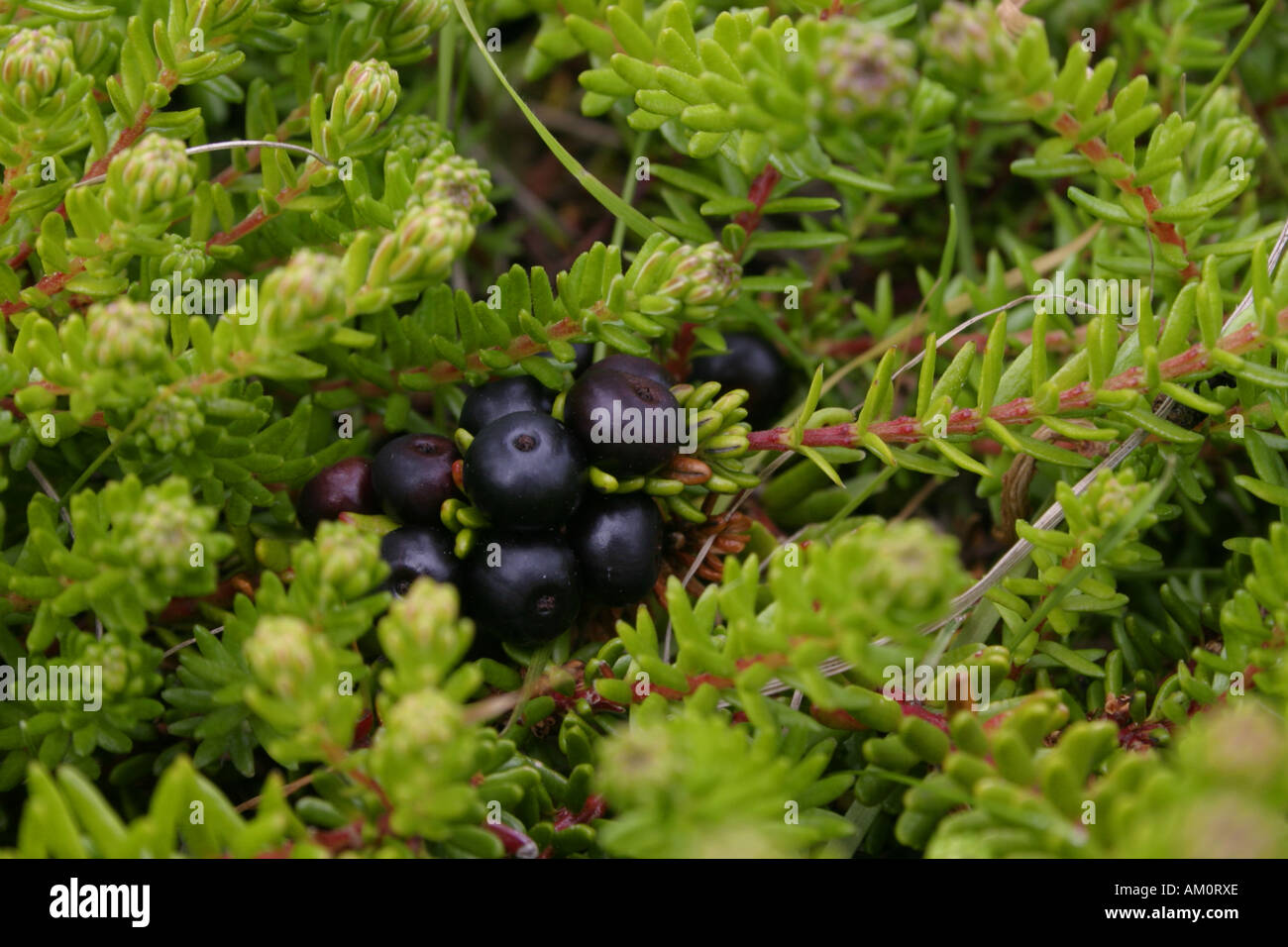 Crowberry moorland hi-res stock photography and images - Alamy