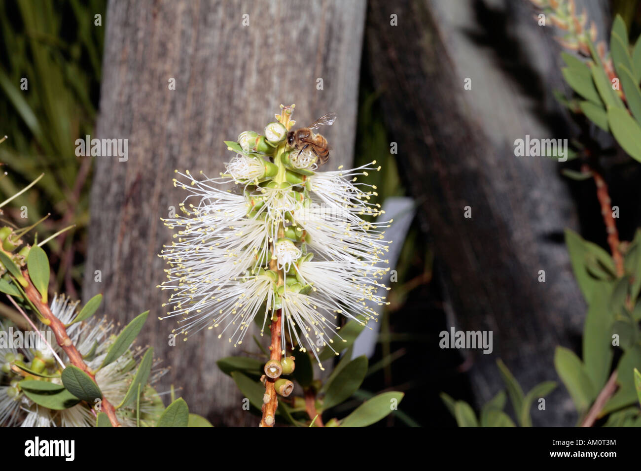 Callistemon "White Anzac" -Family Myrtaceae-and honey bee - Callistemon ...