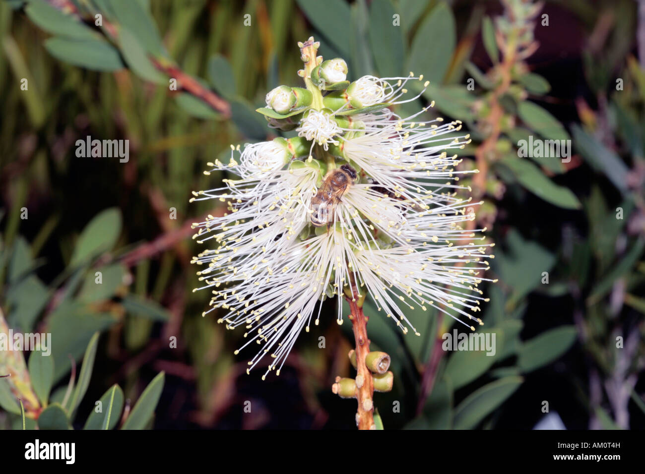 Callistemon "White Anzac" -Family Myrtaceae- and honey bee ...
