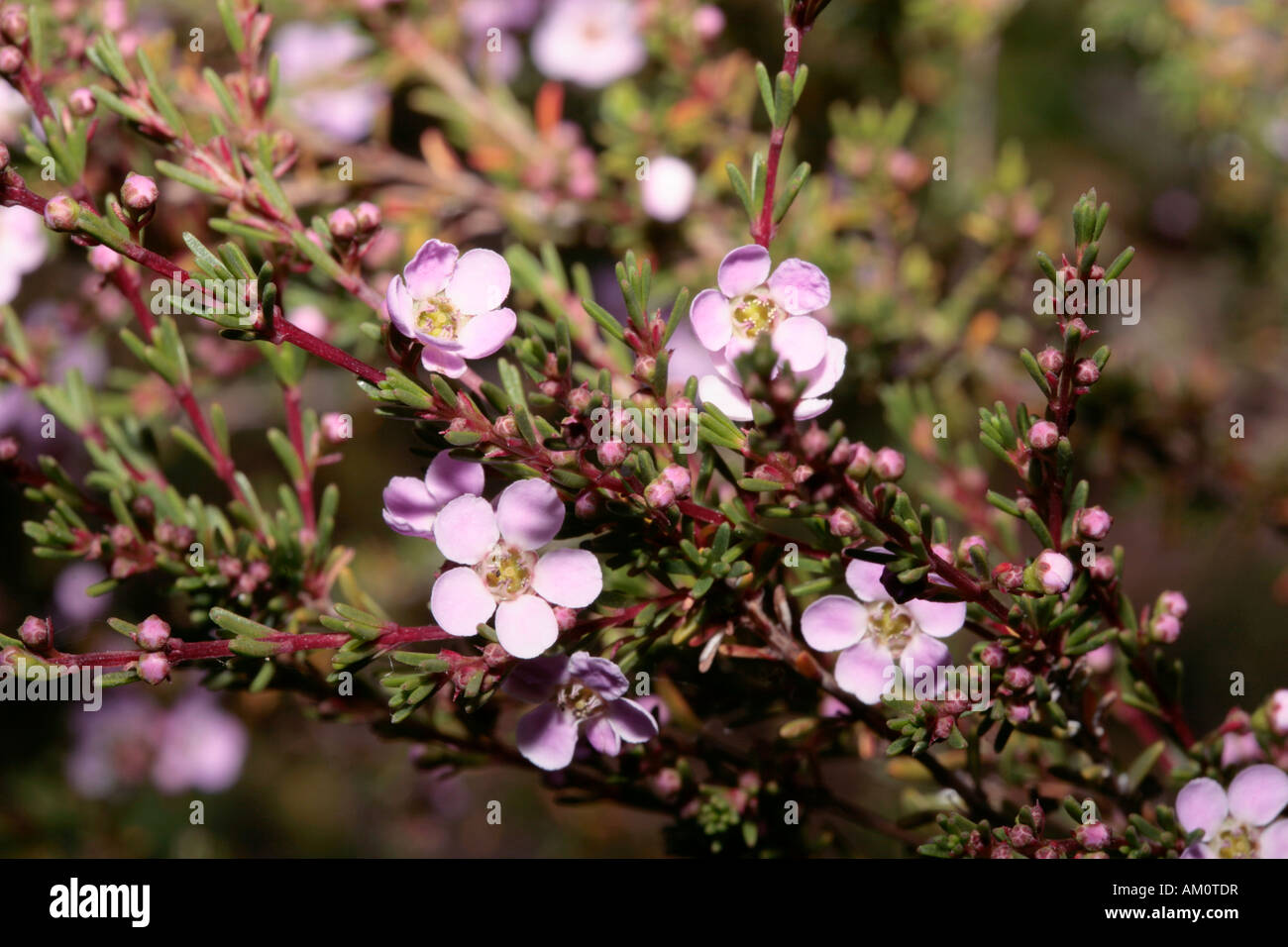 Leptospermum Stock Photos & Leptospermum Stock Images - Alamy