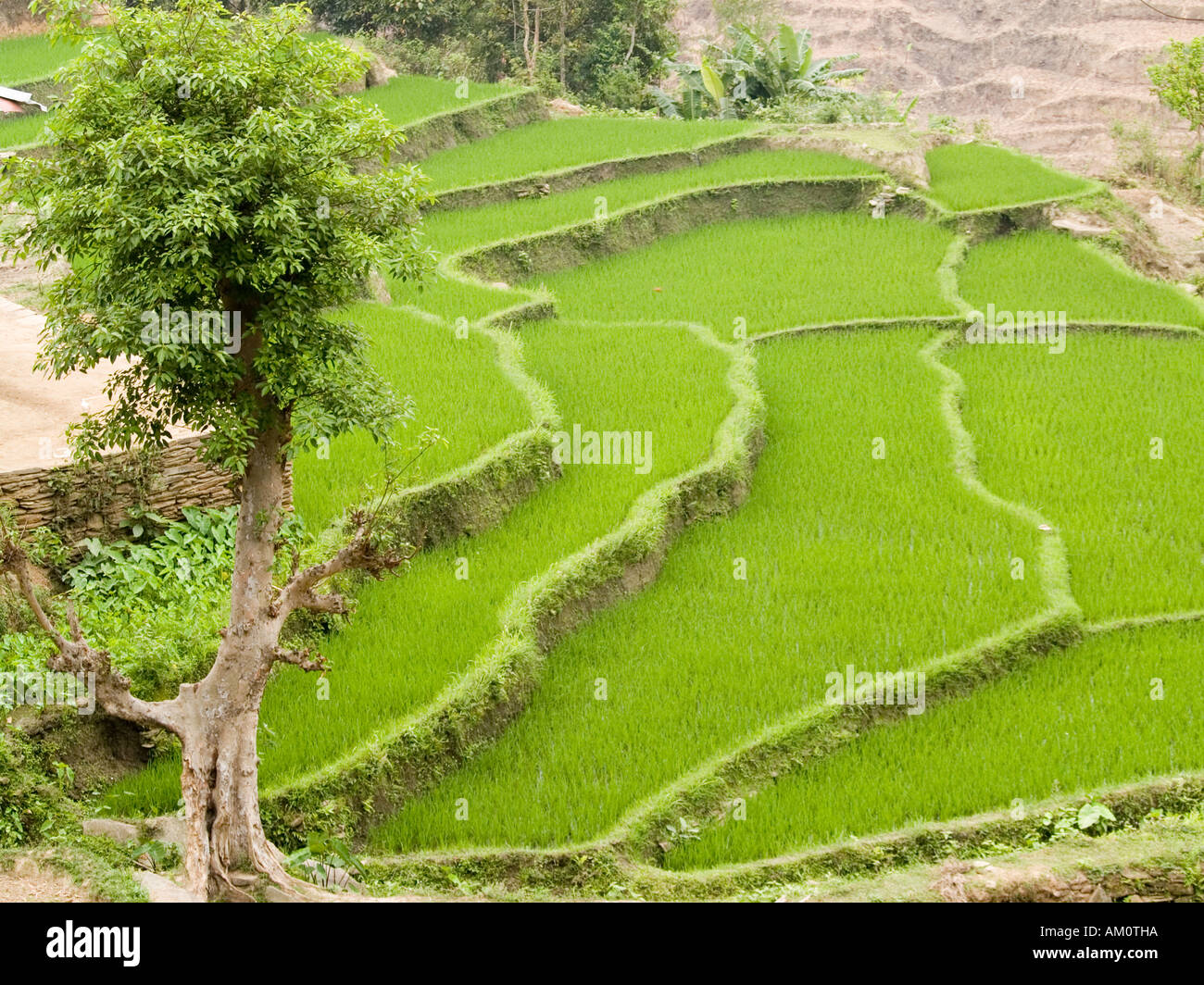 flowing rice terraces Stock Photo - Alamy