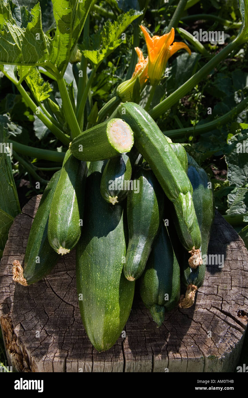 Fresh courgettes zucchini beside a courgette plant Stock Photo - Alamy