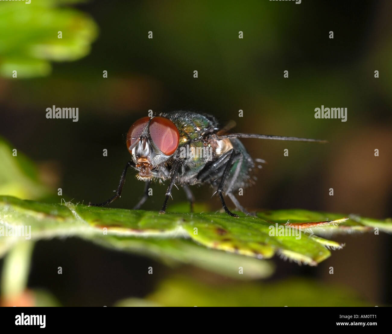 House fly, Musca domestica Stock Photo - Alamy