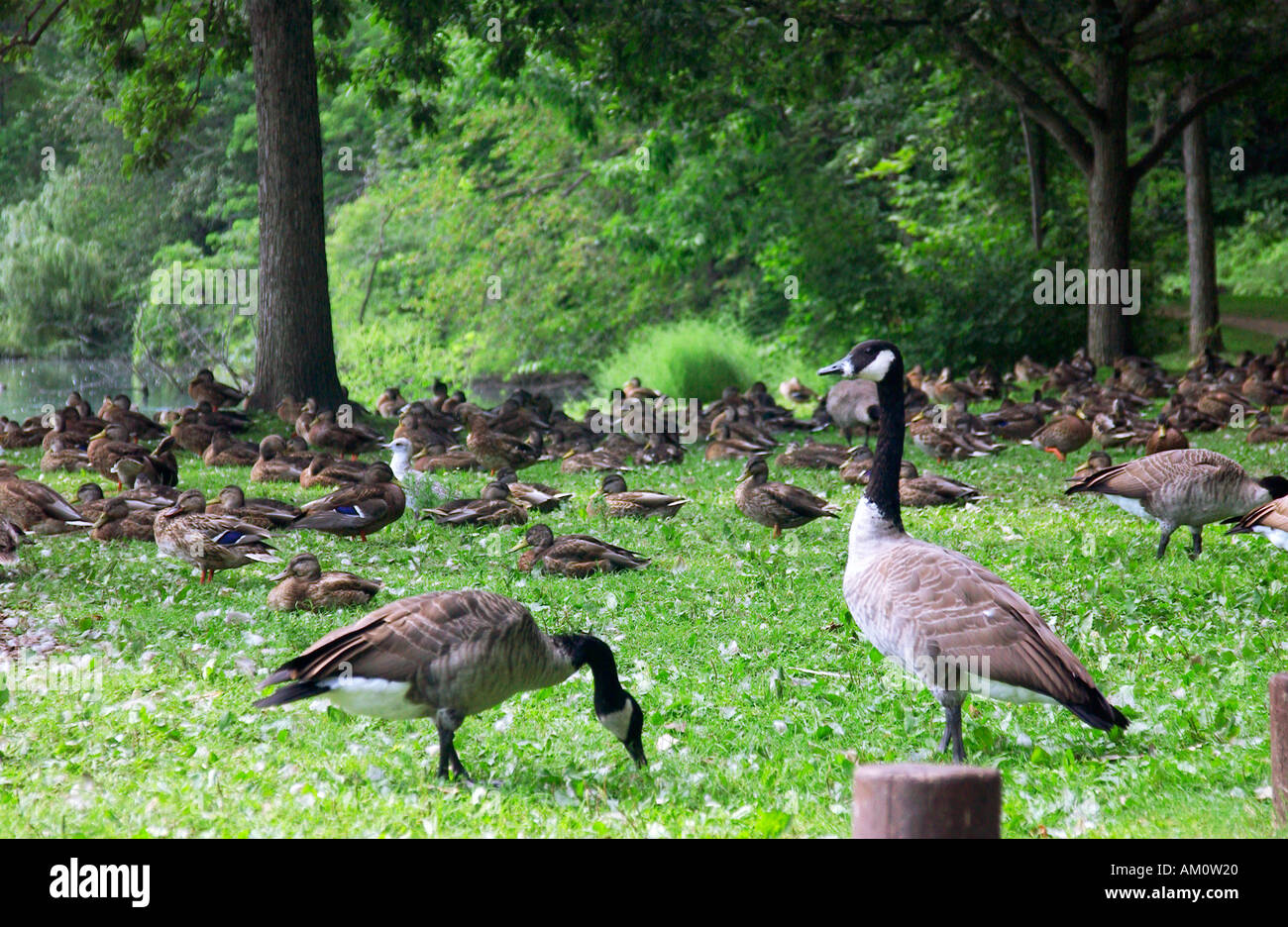 Canada wild birds hi-res stock photography and images - Alamy