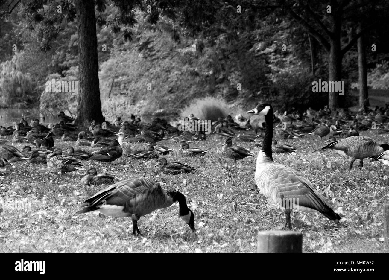 Wild geese at Niagara Falls Canada Stock Photo - Alamy