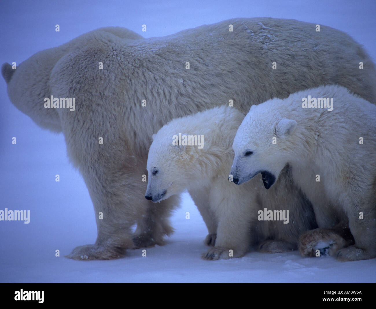 Female Polar Bear Ursus Maritimus with Cubs 8 Months Old Wapusk National Park Churchill Manitoba ...