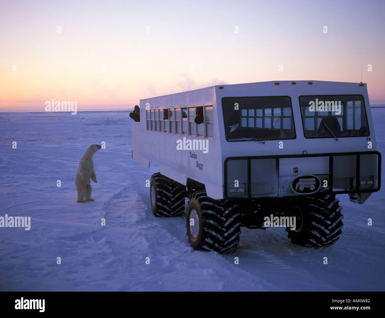 Tundra Buggy and Upright Male Polar Bear Ursus Maritimus Wapusk ...