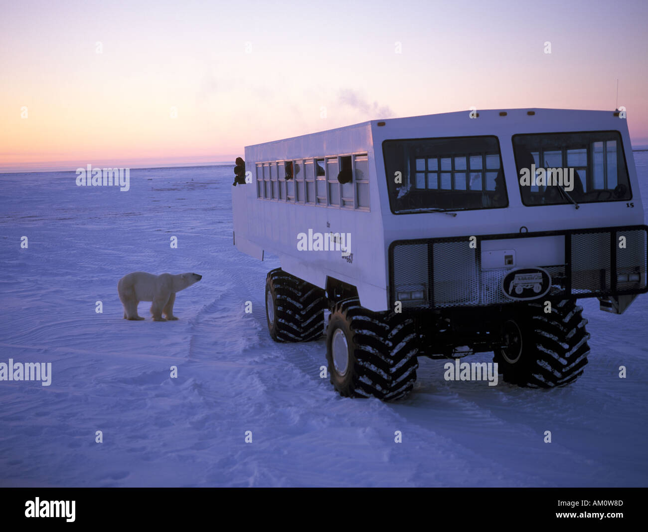 Tundra Buggy and Upright Male Polar Bear Ursus Maritimus Wapusk ...