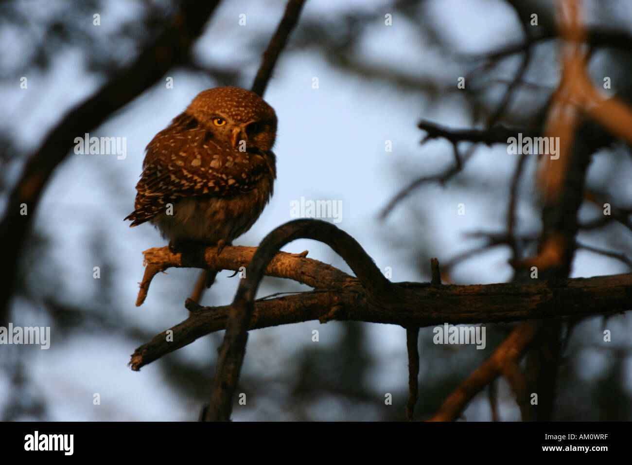 Pearl spotted owl hi-res stock photography and images - Alamy