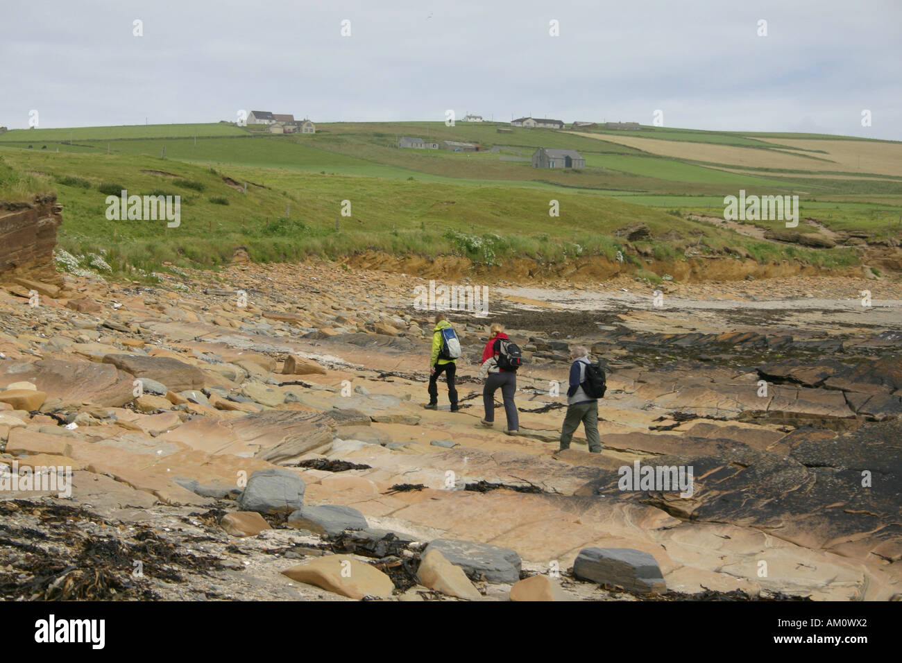 Walking on Caithness Flags at the Sands of Warebeth, Orkney Stock Photo ...