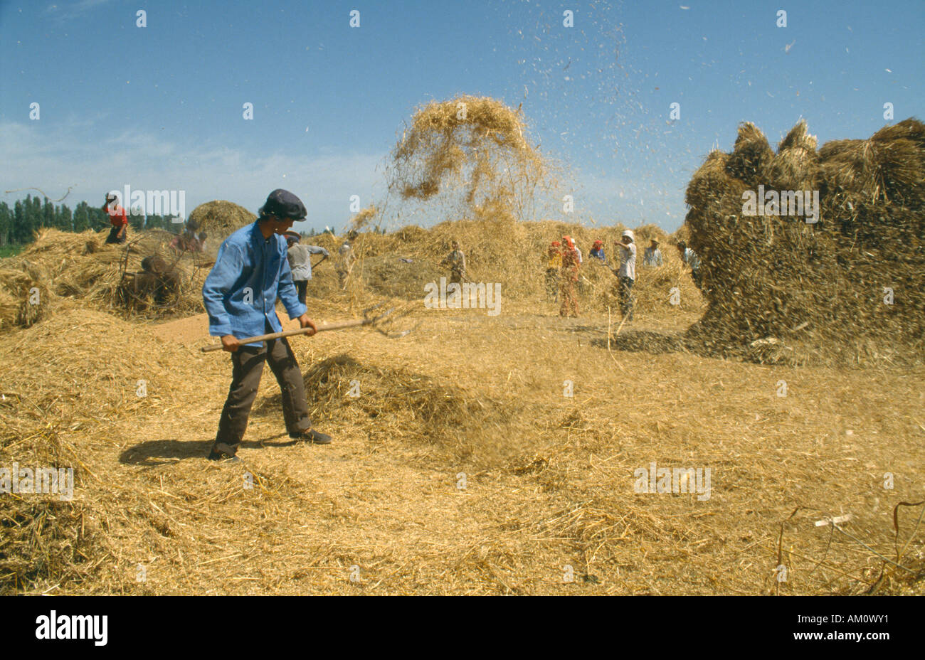 Threshing wheat hi-res stock photography and images - Alamy