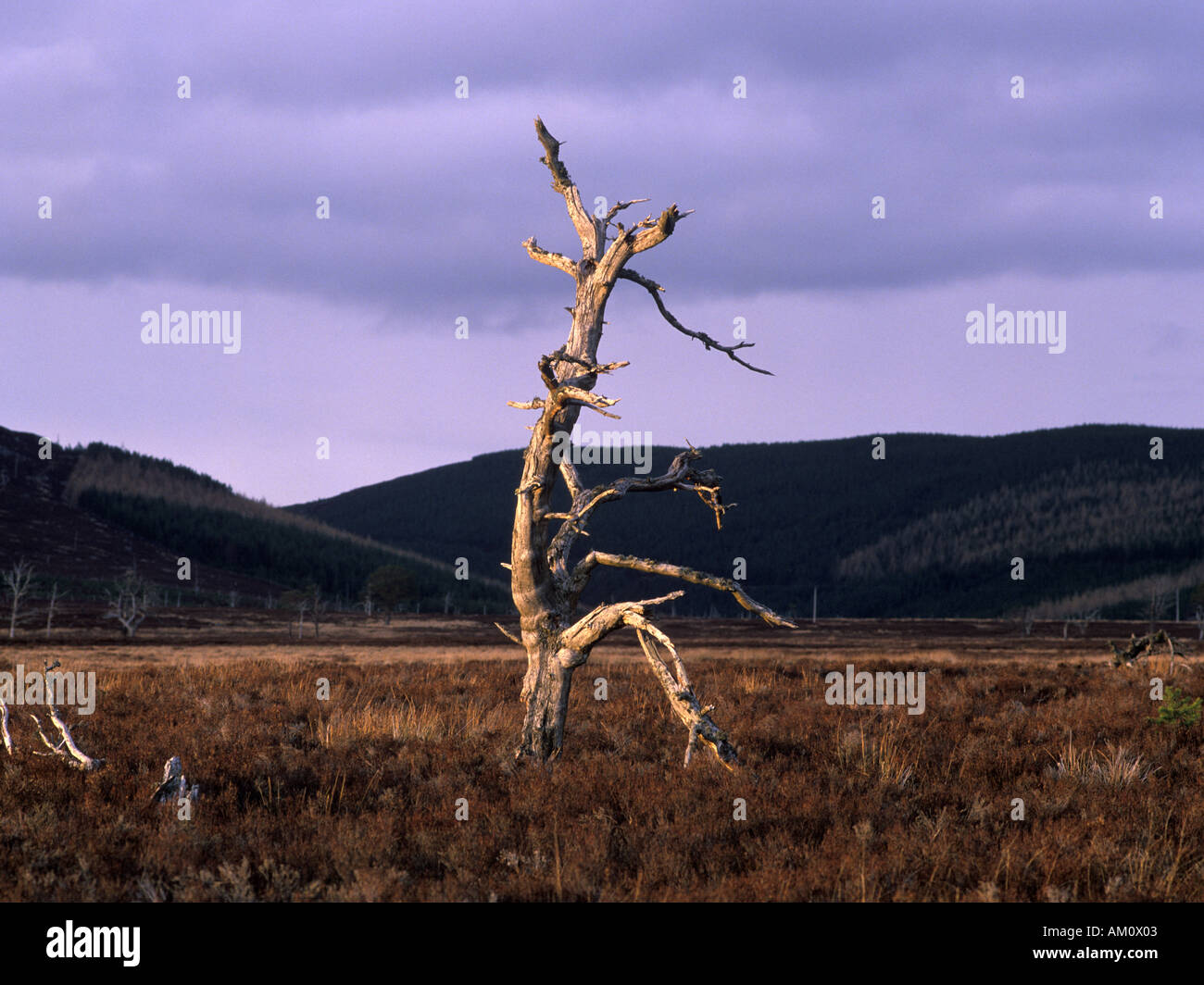 Dead Scots Pine Surrounded by Conifer Plantations, Rothiemurchus Estate ...