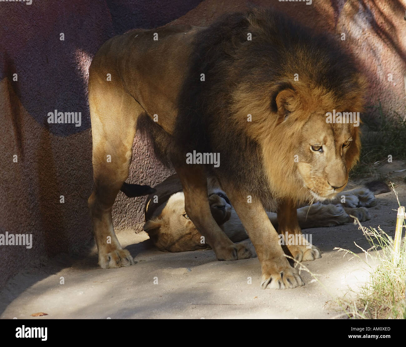 Wild male lion guarding hi-res stock photography and images - Alamy