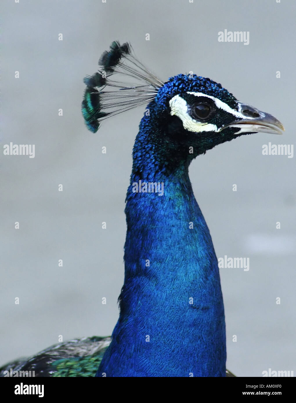 Royal peacock color hi-res stock photography and images - Alamy
