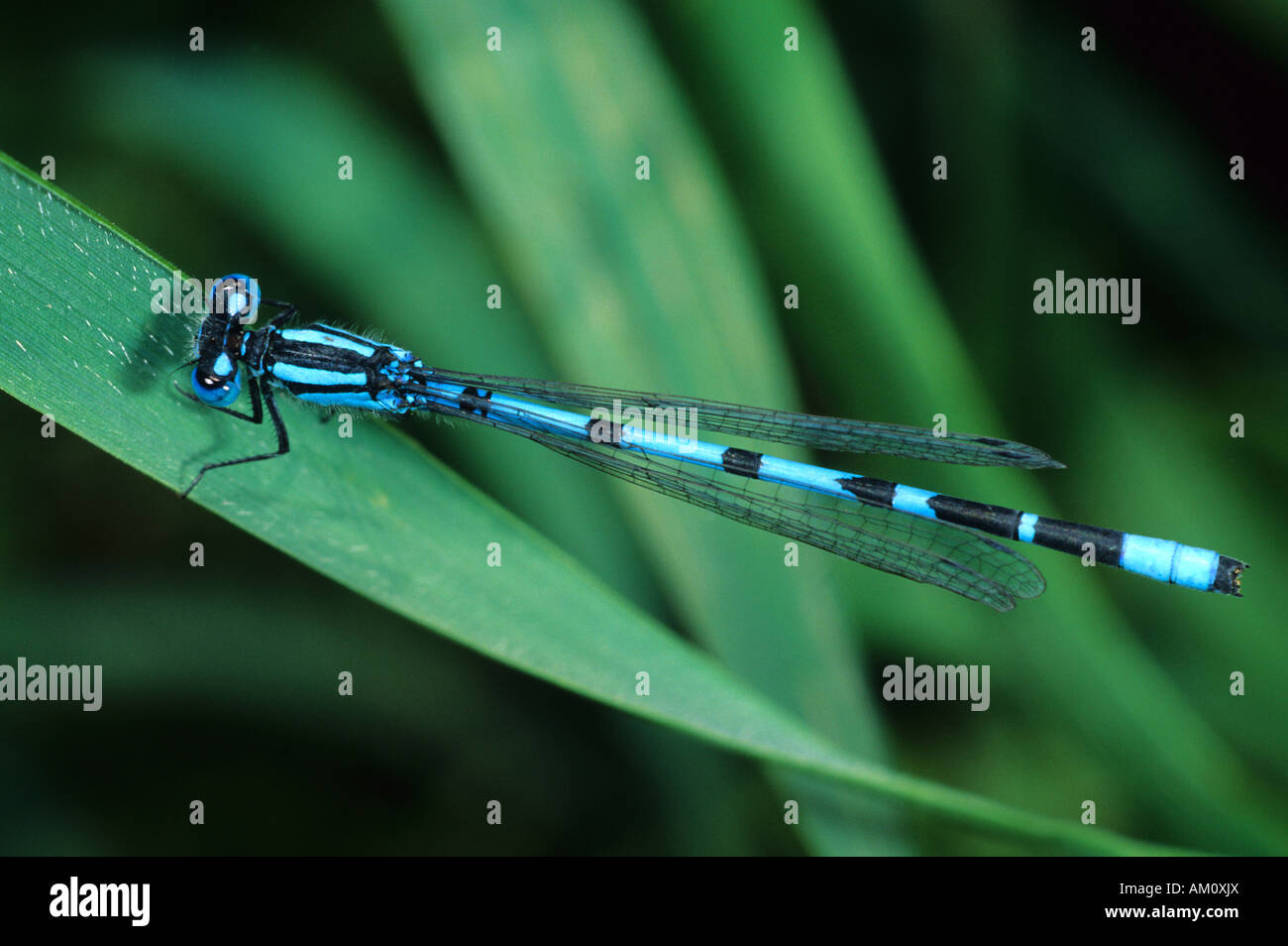 Common Blue Damselfly (Enallagma cyathigerum Stock Photo - Alamy