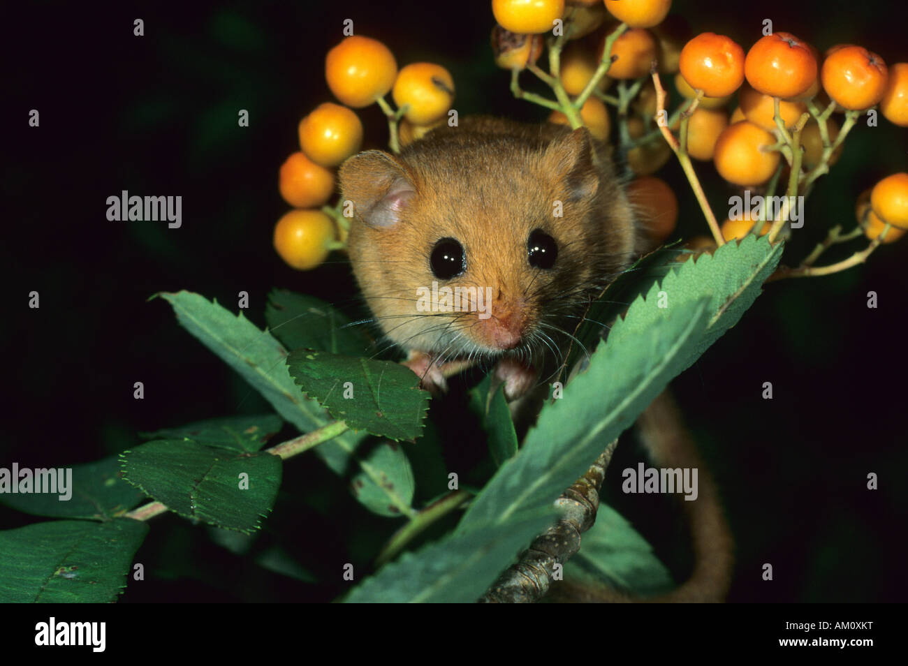 Haselmaus hazel dormouse muscardinus avellanarius hi-res stock ...