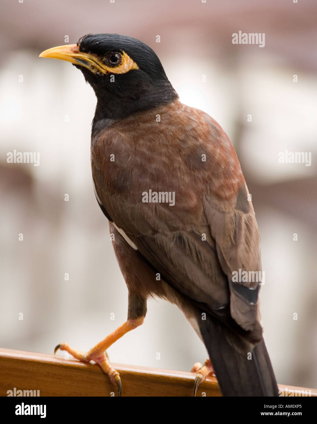bird on a rail Stock Photo - Alamy