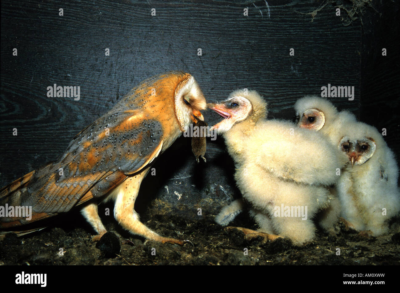 Barn Owl (Tyto alba) giving mouse to fledgling Stock Photo - Alamy