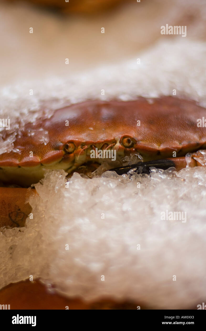 fresh cardigan bay crab at fish merchant aberaeron ceredigion wales ...