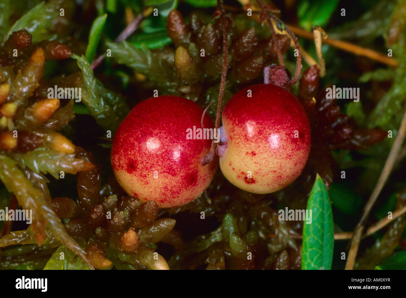 Cranberries (Vaccinium oxycoccus Stock Photo - Alamy
