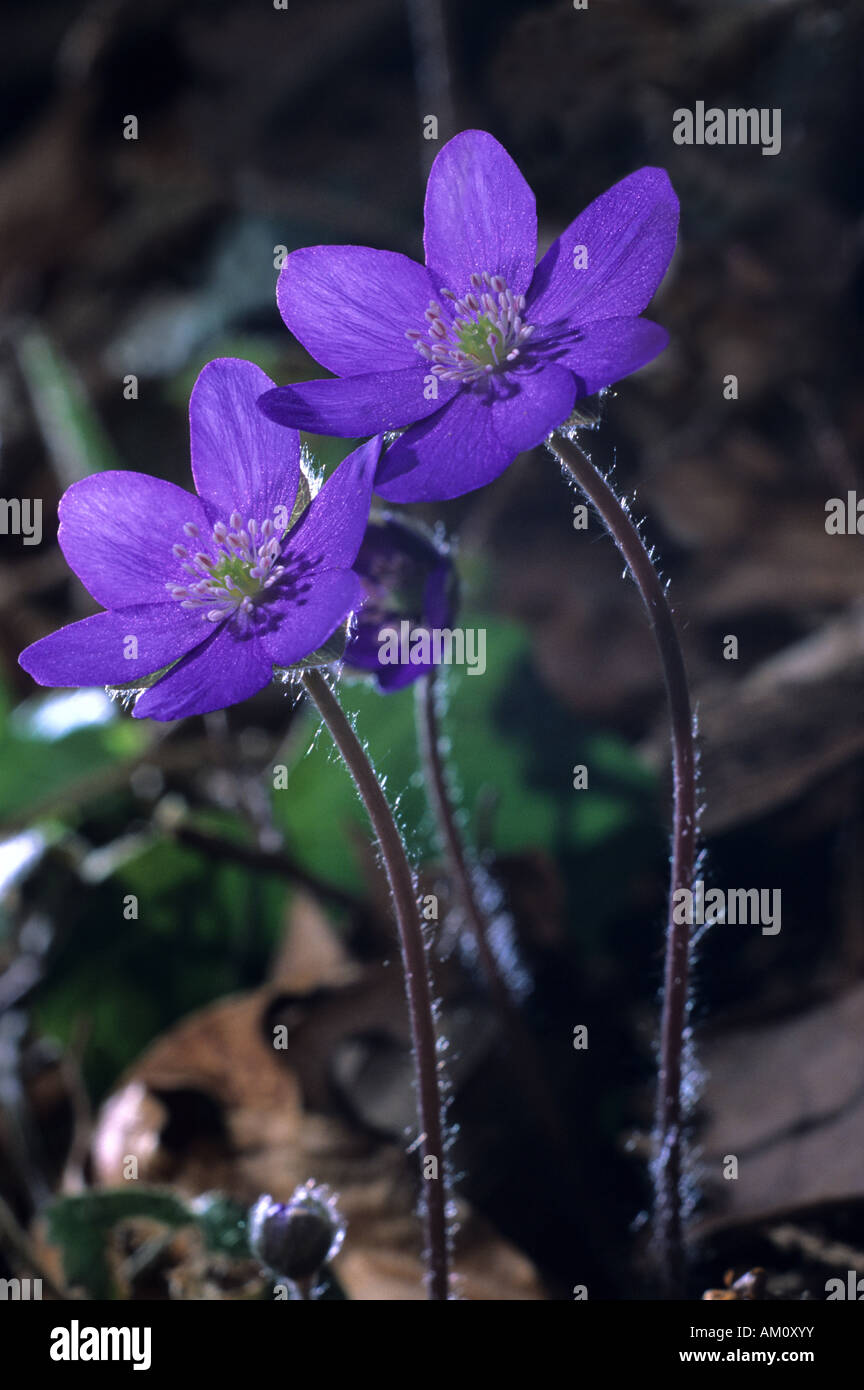 Liverleaf (Hepatica nobilis Stock Photo - Alamy