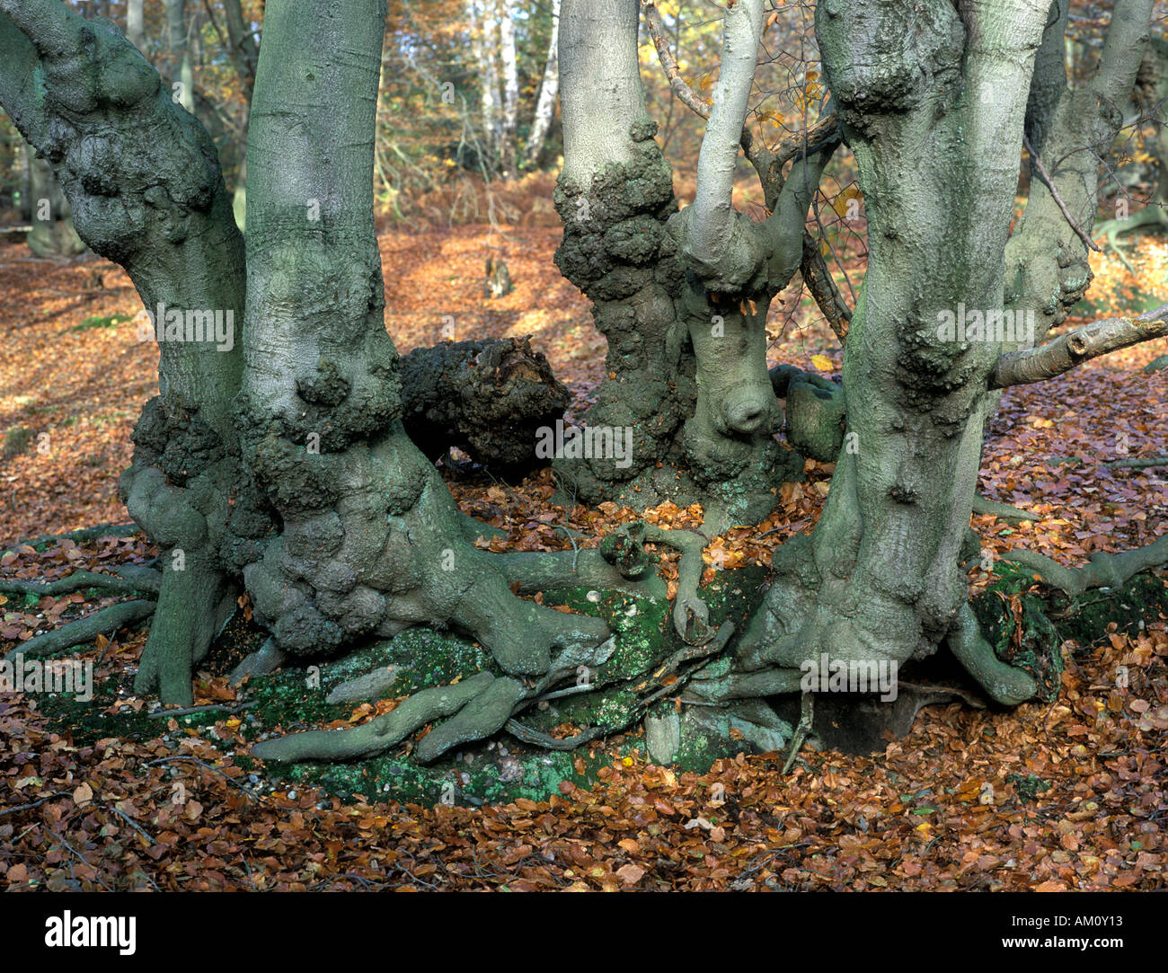 1,000 year old coppiced and pollarded Beech Tree. Epping Forest, Essex ...