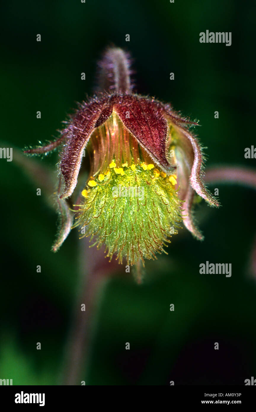 Geum rivale close up hi-res stock photography and images - Alamy