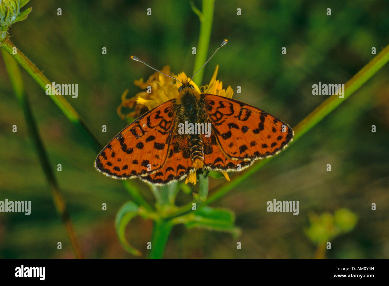 Spotted Fritillary (Melitaea didyma), male Stock Photo - Alamy
