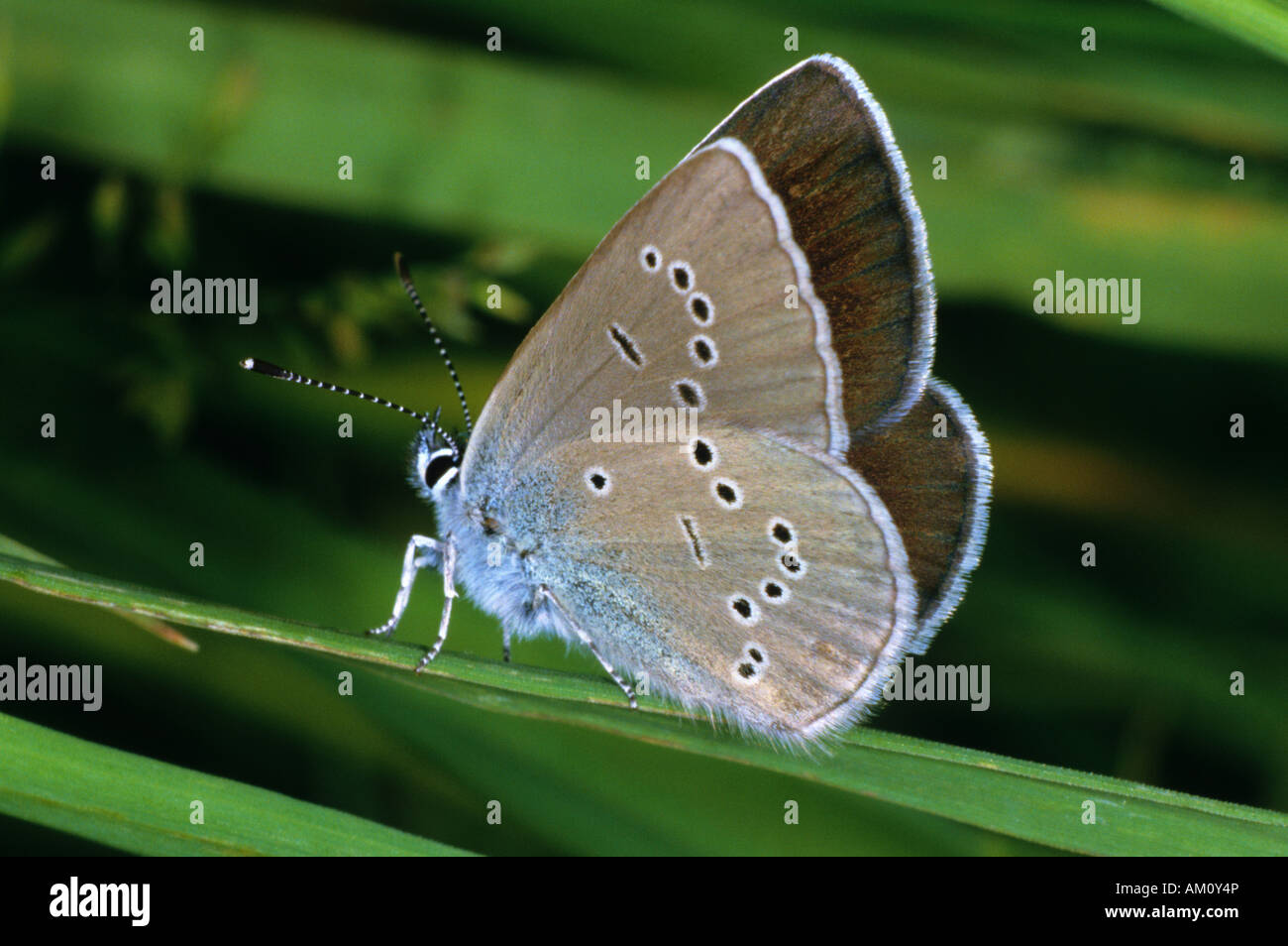 Mazarine Blue (Cyaniris semiargus), female Stock Photo - Alamy