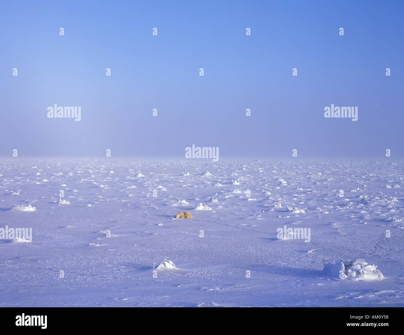 Female Polar Bear on Frozen Sea Ice Wapusk National Park Hudson Bay ...