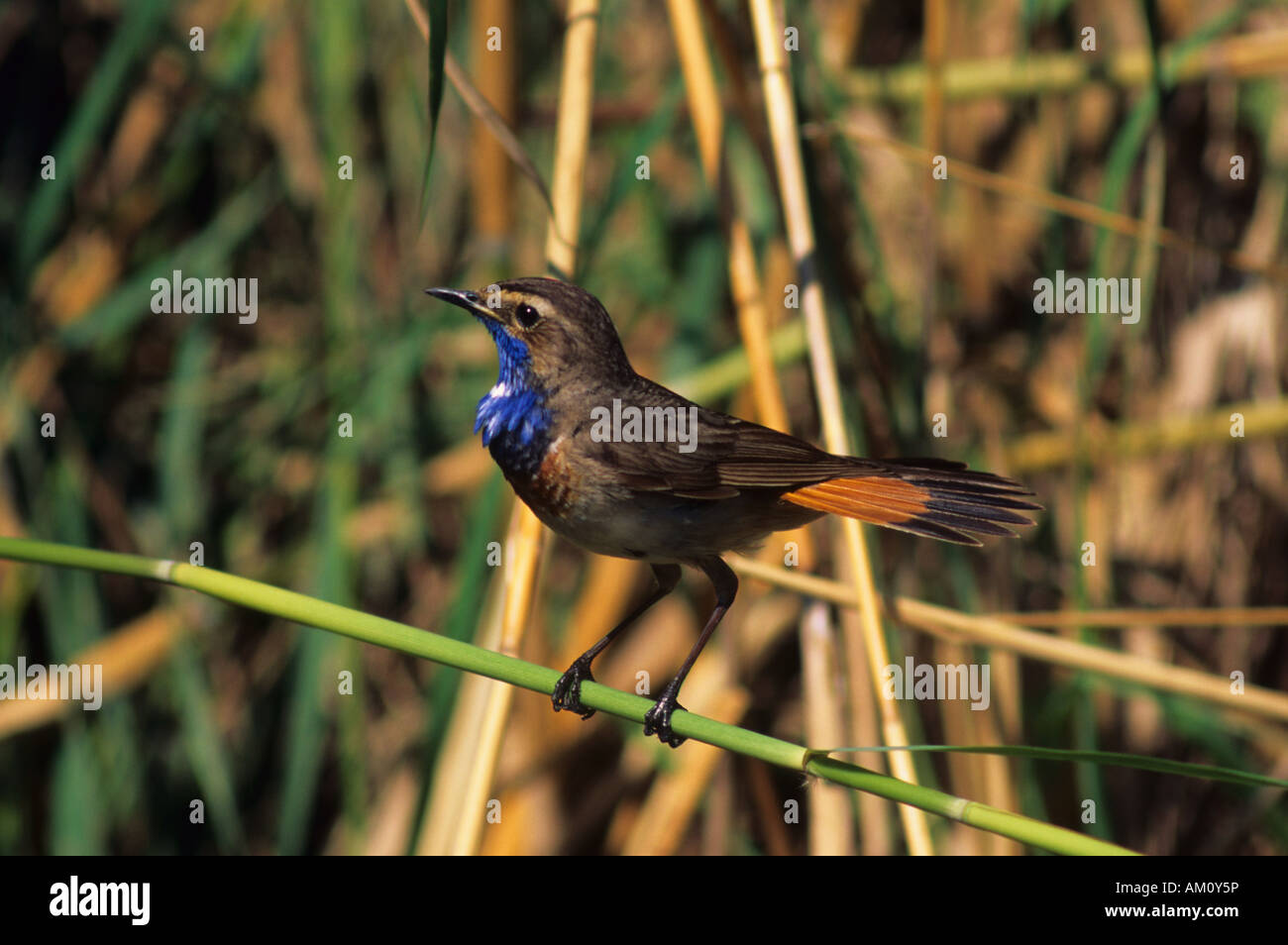 Bluethroat (Luscinia svecica), male Stock Photo - Alamy