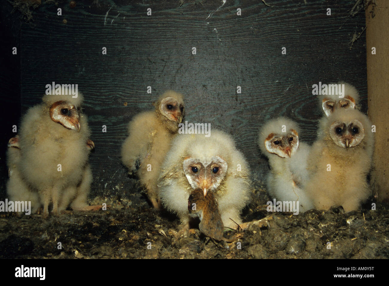 Barn Owls (Tyto alba), in a nesting box with mouse Stock Photo - Alamy