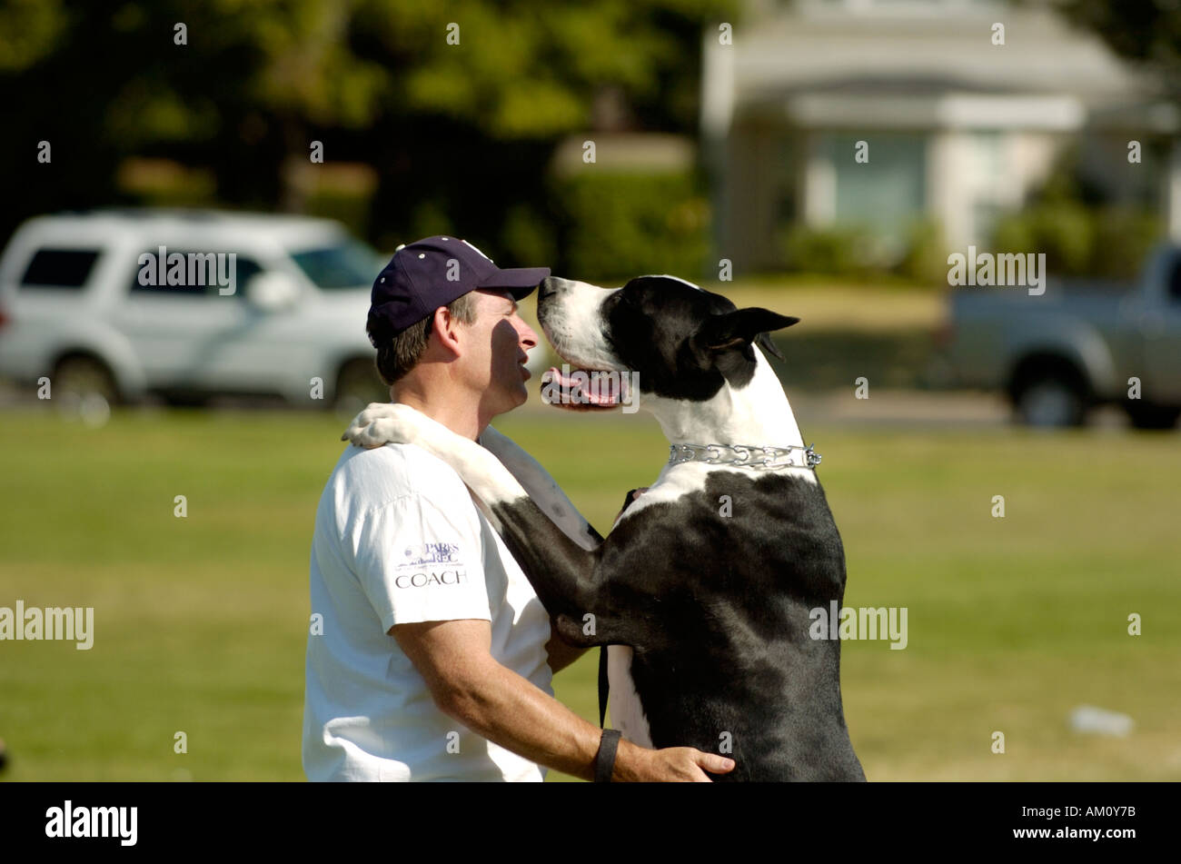 Great Dane dog standing up with legs on man s shoulders Stock Photo - Alamy