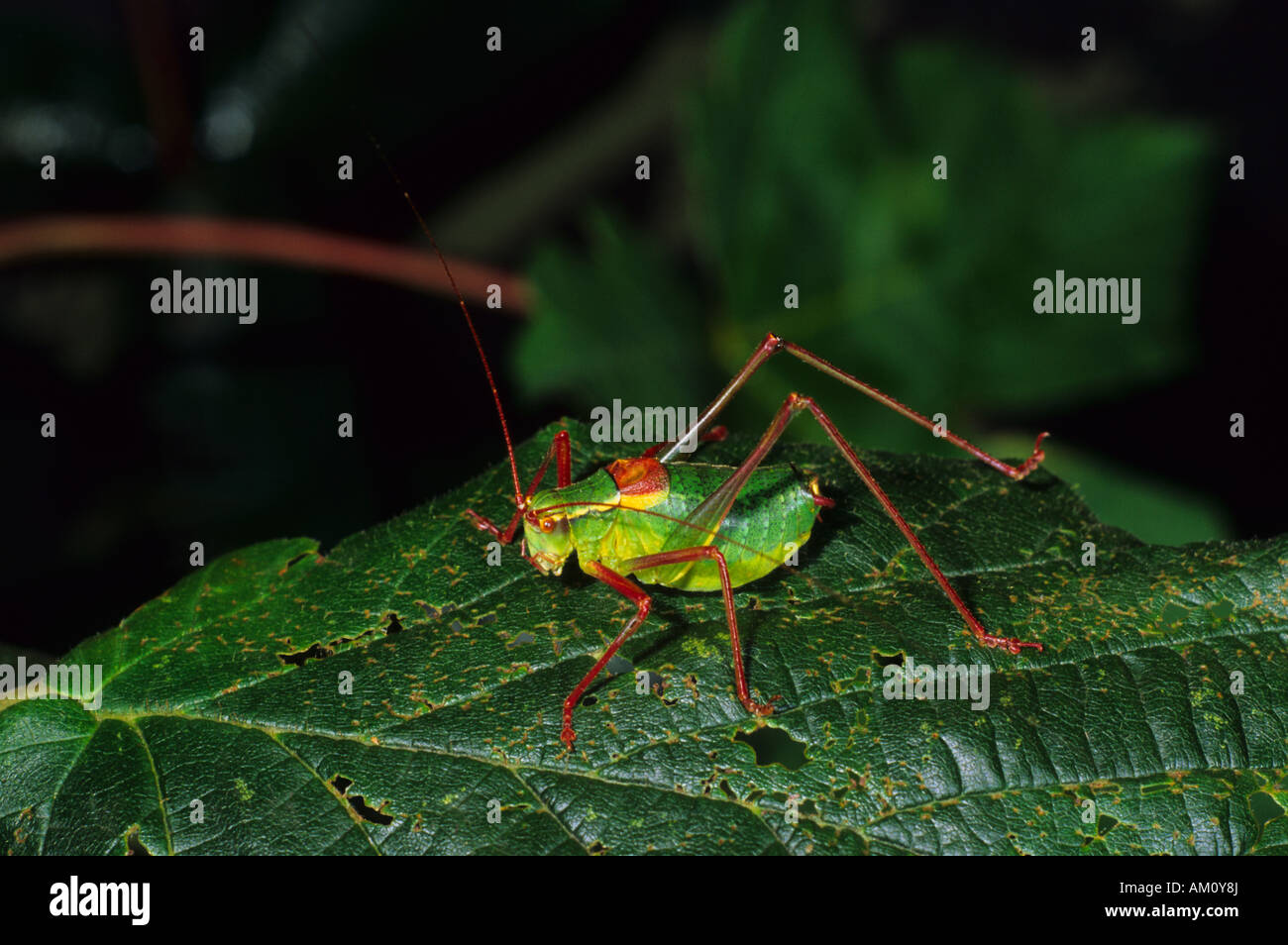 Barbitistes hi-res stock photography and images - Alamy