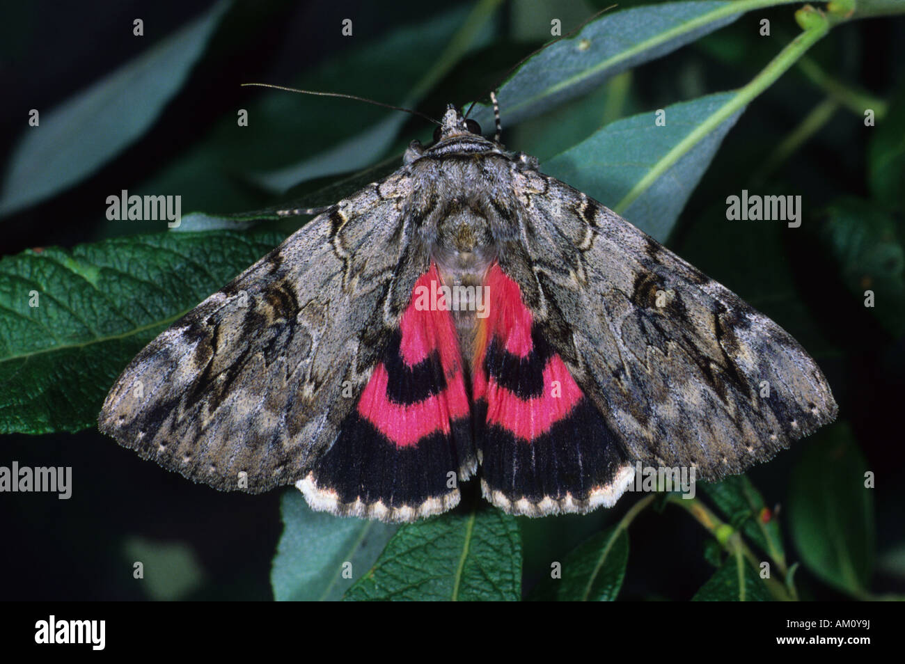Red underwing [Catocala nupta] Stock Photo - Alamy